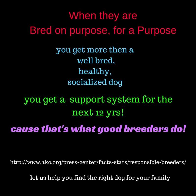 “That’s what good breeders do!” « Fox River Spaniels